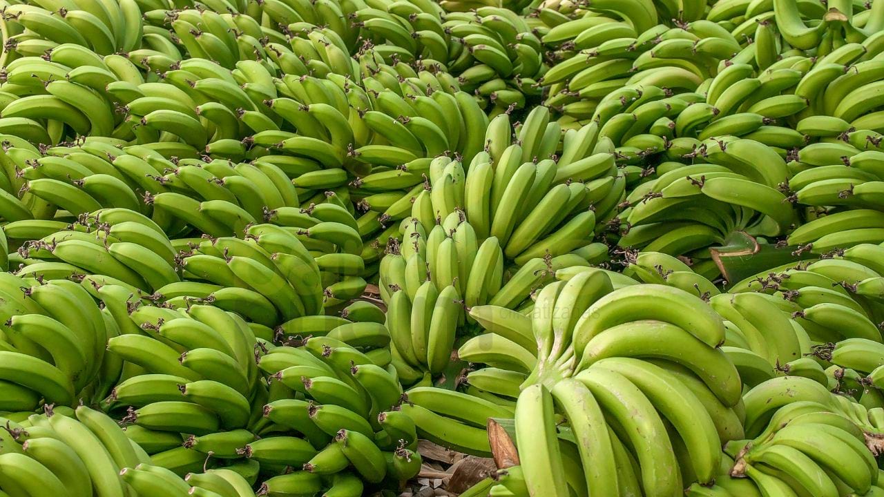 Diferença Entre As Bananas: 7 Fatos Curiosos Que Você Precisa Saber