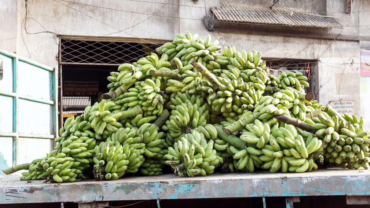 O Papel Das Distribuidoras De Bananas No Mercado Atual