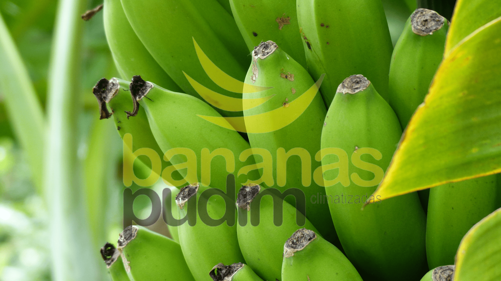 Banana Nanica Verde: 7 Dicas Para Armazenamento Ideal